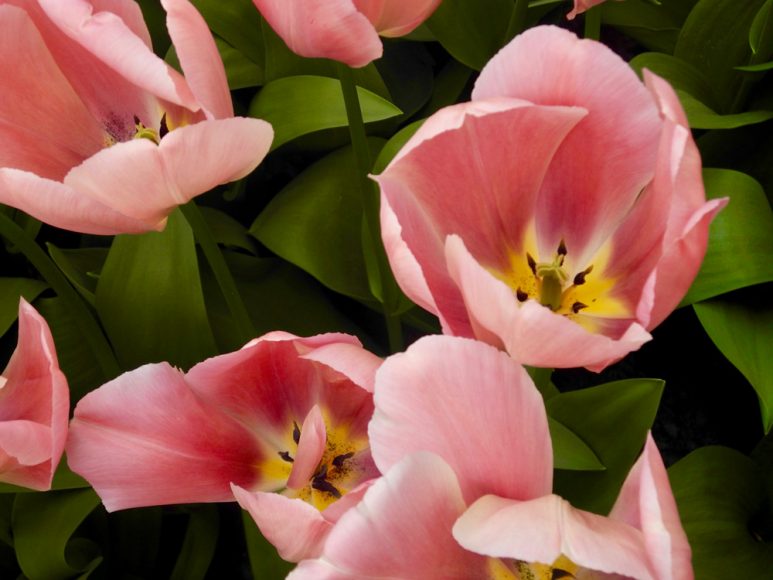 Durch die Blume. Eine Reise in die holländische Tulpenblüte - LOOPING ...